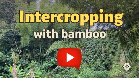 Bambusa balcooa: Beema bamboo for better biomass - Bambu Batu