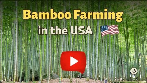 Bambusa balcooa: Beema bamboo for better biomass - Bambu Batu