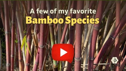 Bambusa balcooa: Beema bamboo for better biomass - Bambu Batu