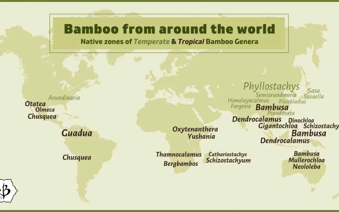 Bamboo Infographic Genus Geography - Bambu Batu