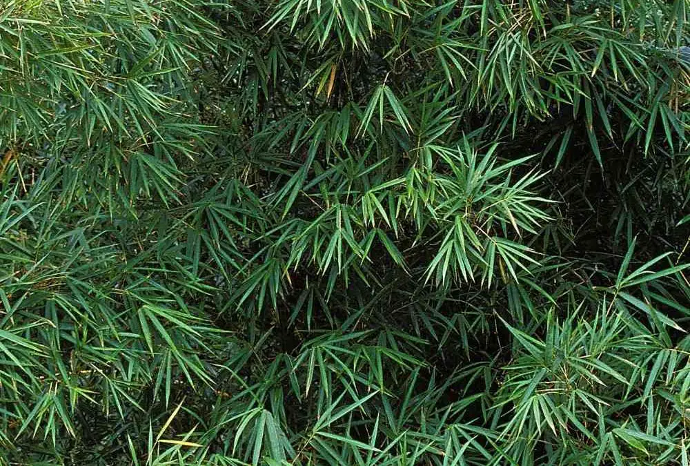 Bamboo-in-Texas-pin - Bambu Batu