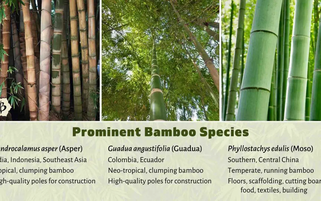 Bamboo species infographic - Bambu Batu