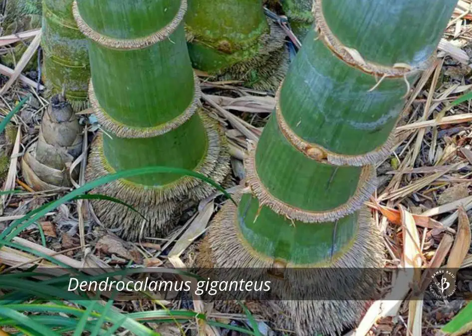 Dendrocalamus giganteus species 2 - Bambu Batu